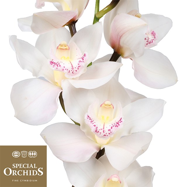CYMBIDIUM ORCHID STEFFI (GROWER PACK) 80cm x 4 | Wholesale Flowers UK