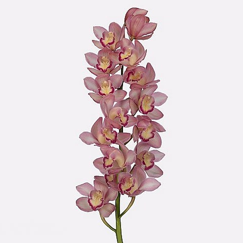 CYMBIDIUM ORCHID SWEET CANDY 80cm | Wholesale Dutch Flowers & Florist ...