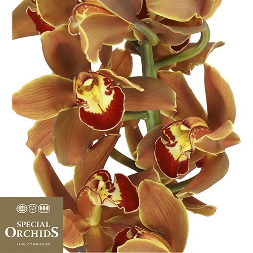 CYMBIDIUM ORCHID VELVET RUST (GROWER PACK) 80cm x 4 | Wholesale Flowers