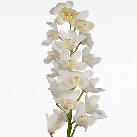 CYMBIDIUM ORCHID WINTERBIRD EARLY WHITE 60cm | Wholesale Dutch Flowers ...