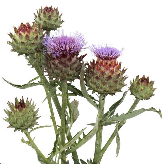 CYNARA CARDUNCULUS (ARTICHOKES) 80cm | Wholesale Dutch Flowers ...