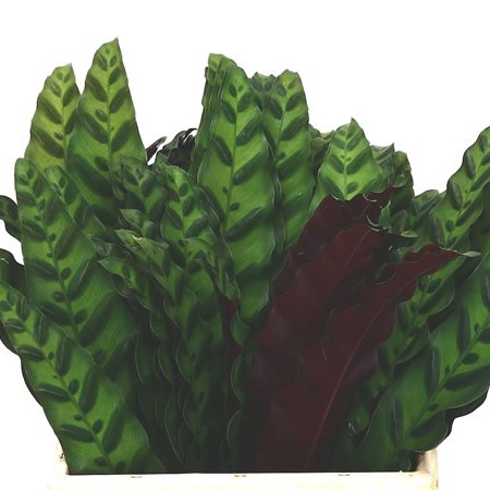 Calathea Insignis 40cm | Wholesale Dutch Flowers & Florist Supplies UK