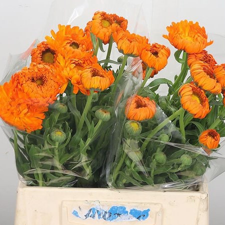 Calendula Orange 40cm | Wholesale Dutch Flowers & Florist Supplies UK