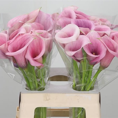 Calla Lily Call Extase 60cm | Wholesale Dutch Flowers & Florist Supplies UK