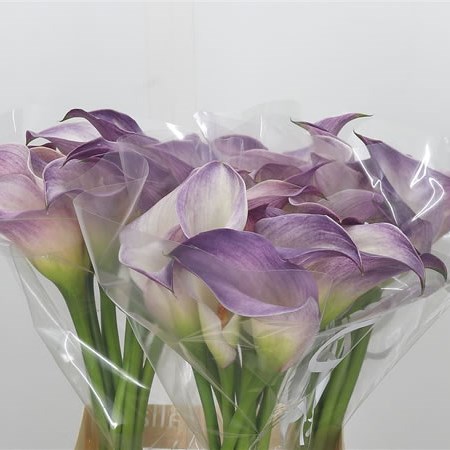 Calla Lily Call Mario 65cm | Wholesale Dutch Flowers & Florist Supplies UK