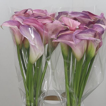 Calla Lily Call Mario 70cm | Wholesale Dutch Flowers & Florist Supplies UK