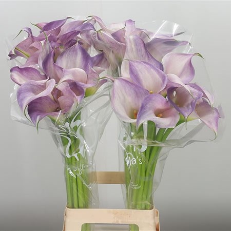 Calla Lily Call Mario 80cm | Wholesale Dutch Flowers & Florist Supplies UK