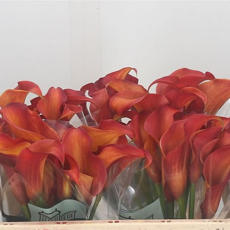 Calla Lily Callista 50cm | Wholesale Dutch Flowers & Florist Supplies UK