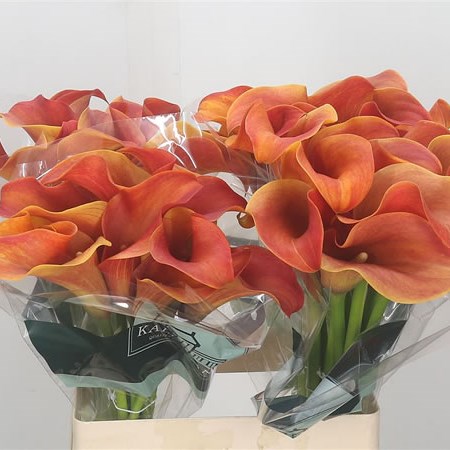 Calla Lily Callista 60cm | Wholesale Dutch Flowers & Florist Supplies UK