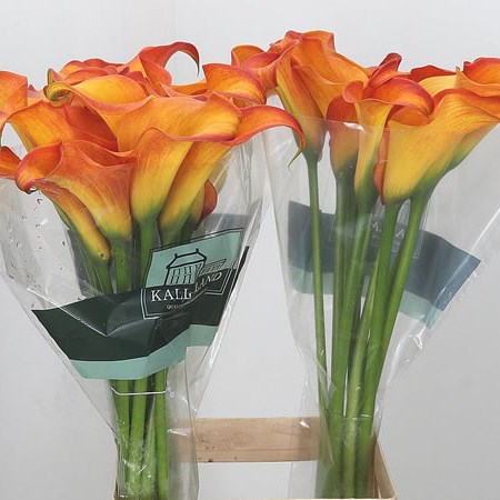 Calla Lily Callista 70cm | Wholesale Dutch Flowers & Florist Supplies UK