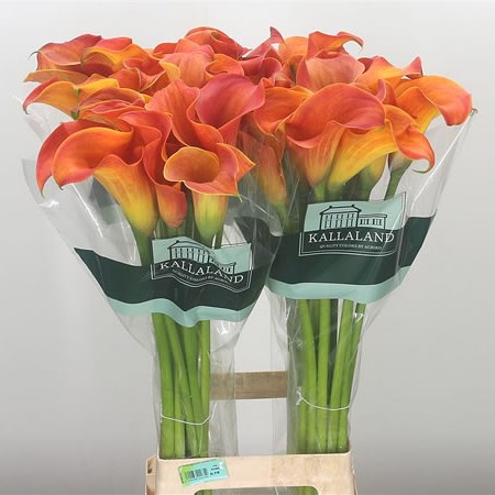 Calla Lily Callista 80cm | Wholesale Dutch Flowers & Florist Supplies UK