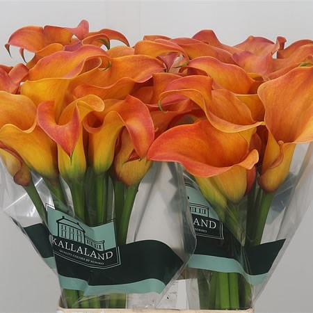 Calla Lily Callista 65cm | Wholesale Dutch Flowers & Florist Supplies UK