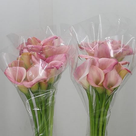 Calla Lily Candy Dream 80cm | Wholesale Dutch Flowers & Florist Supplies UK