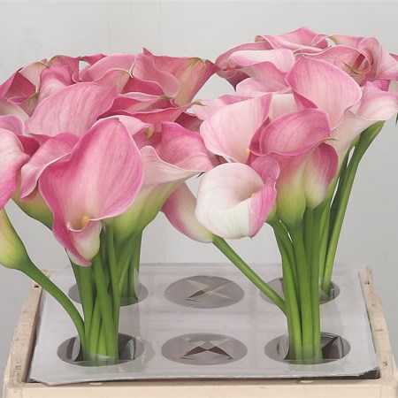 Calla Lily Captain Alma 40cm | Wholesale Dutch Flowers & Florist ...