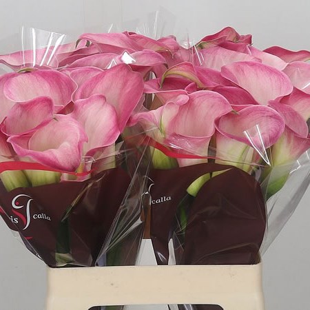 Calla Lily Captain Alma 60cm | Wholesale Dutch Flowers & Florist ...
