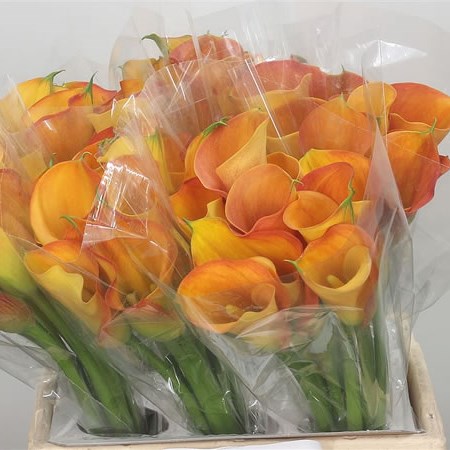 Calla Lily Captain Beatrix 40cm | Wholesale Dutch Flowers & Florist ...