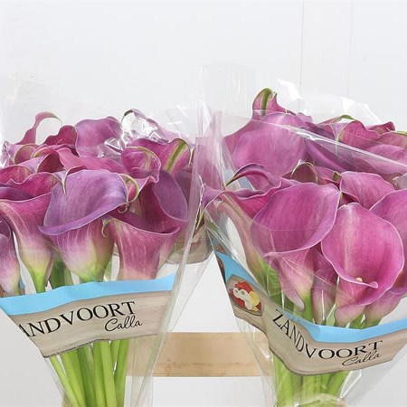 Calla Lily Captain Cheerio 60cm | Wholesale Dutch Flowers & Florist ...