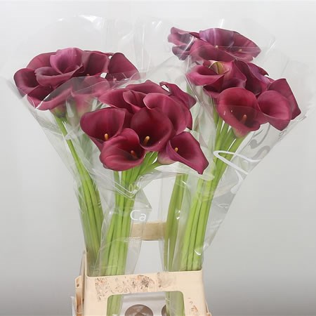 Calla Lily Captain Maestro 80cm | Wholesale Dutch Flowers & Florist ...
