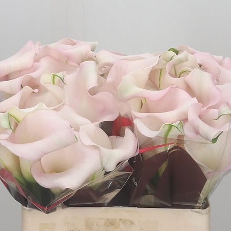 Calla Lily Captain Melrose 55cm | Wholesale Dutch Flowers & Florist ...