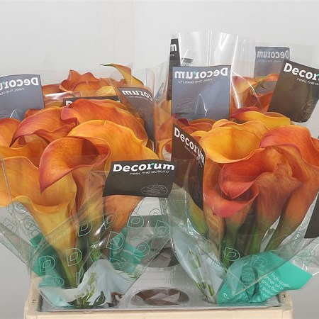 Calla Lily Captain Odeon 40cm | Wholesale Dutch Flowers & Florist ...