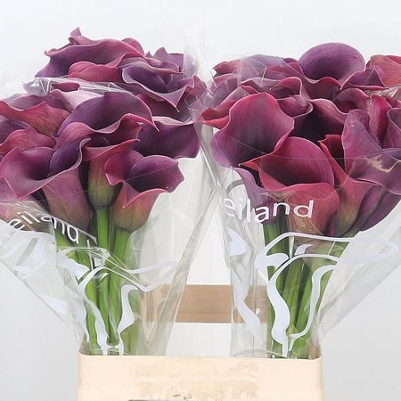 Calla Lily Captain Promise 50cm | Wholesale Dutch Flowers & Florist ...