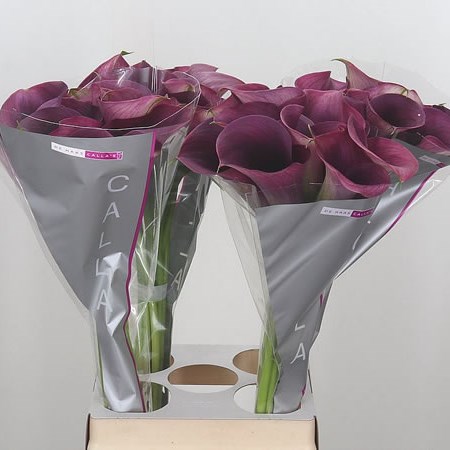 Calla Lily Captain Promise 90cm | Wholesale Dutch Flowers & Florist ...
