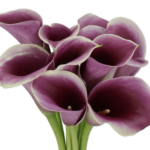 Calla Lily Captain Ranomi 55cm | Wholesale Dutch Flowers & Florist ...