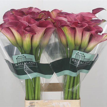 Calla Lily Captain Romance 50cm | Wholesale Dutch Flowers & Florist ...