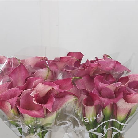 Calla Lily Captain Romance 55cm | Wholesale Dutch Flowers & Florist ...