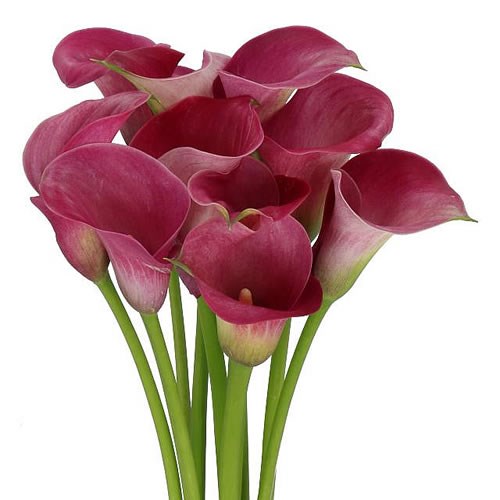 Calla Lily Captain Romance 70cm | Wholesale Dutch Flowers & Florist ...