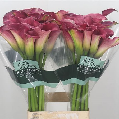 Calla Lily Captain Romance 70cm | Wholesale Dutch Flowers & Florist ...