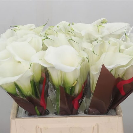 Calla Lily Captain Signum 40cm | Wholesale Dutch Flowers & Florist ...