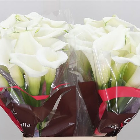 Calla Lily Captain Signum 65cm | Wholesale Dutch Flowers & Florist ...