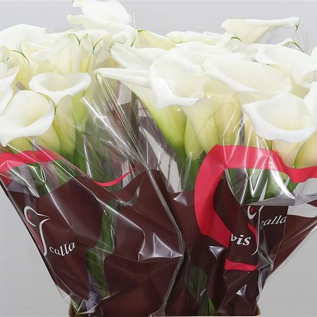 Calla Lily Captain Signum 70cm | Wholesale Dutch Flowers & Florist ...
