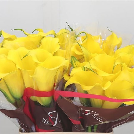 Calla Lily Captain Solo 55cm | Wholesale Dutch Flowers & Florist ...