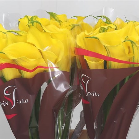 Calla Lily Captain Solo 70cm | Wholesale Dutch Flowers & Florist ...