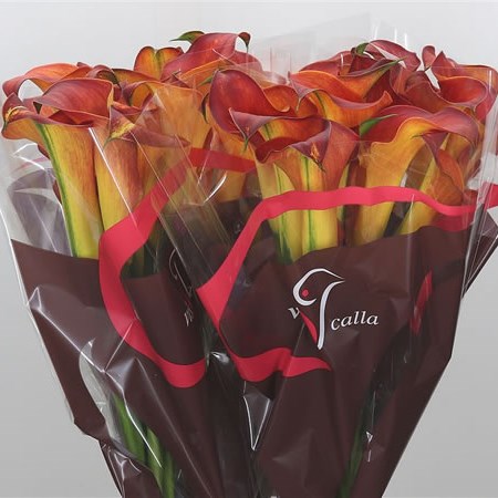 Calla Lily Captain Trinity 75cm | Wholesale Dutch Flowers & Florist ...