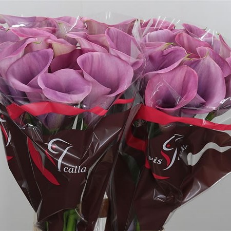 Calla Lily Captain Violetta 75cm | Wholesale Dutch Flowers & Florist ...
