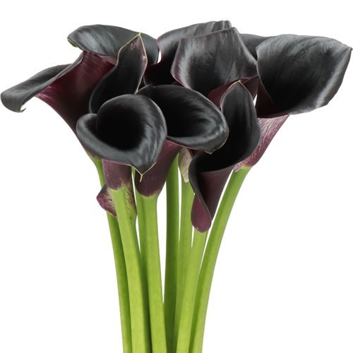 Calla Lily Ceara 60cm | Wholesale Dutch Flowers & Florist Supplies UK