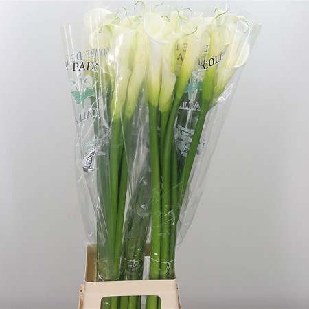 Calla Lily Colombe De La Paix 100cm | Wholesale Dutch Flowers & Florist ...