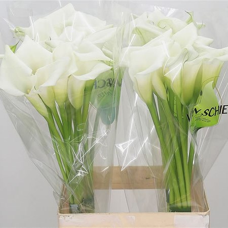Calla Lily Crystal Blush 65cm | Wholesale Dutch Flowers & Florist ...