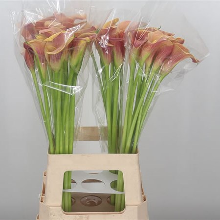 Calla Lily Lady Marmalade 70cm | Wholesale Dutch Flowers & Florist ...