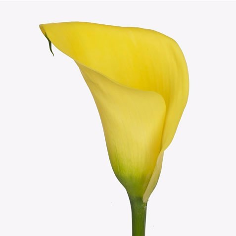 Calla Lily Gold Label 70cm | Wholesale Dutch Flowers & Florist Supplies UK