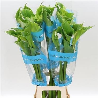 Calla Lily Green Goddess 100cm | Wholesale Dutch Flowers & Florist ...