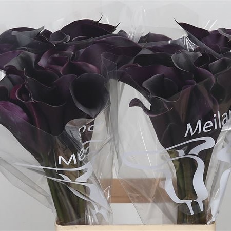 Calla Lily Hot Chocolate 65cm | Wholesale Dutch Flowers & Florist ...