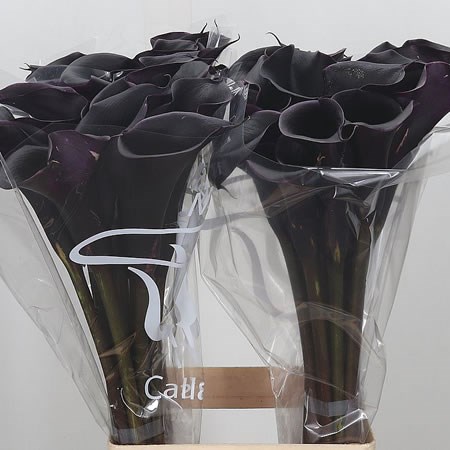 Calla Lily Hot Chocolate 70cm | Wholesale Dutch Flowers & Florist ...