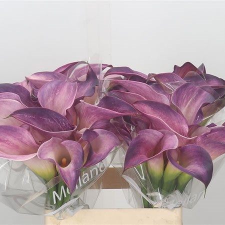 Calla Lily Call Mario 60cm | Wholesale Dutch Flowers & Florist Supplies UK