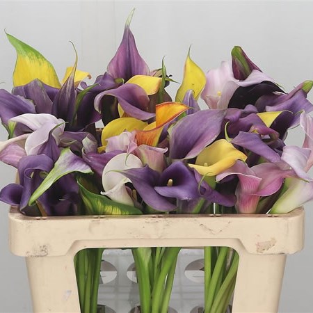 Calla Lily Mix (Cols May Vary) 50cm | Wholesale Dutch Flowers & Florist ...