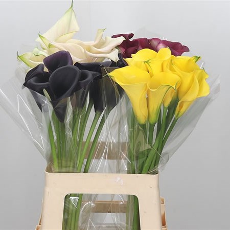Calla Lily Mix (Cols May Vary) 65cm | Wholesale Dutch Flowers & Florist ...