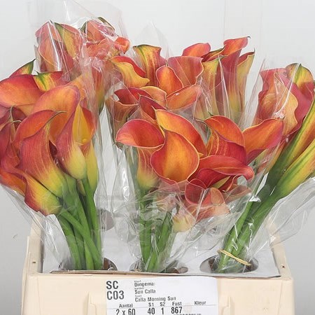 Calla Lily Morning Sun 40cm | Wholesale Dutch Flowers & Florist Supplies UK